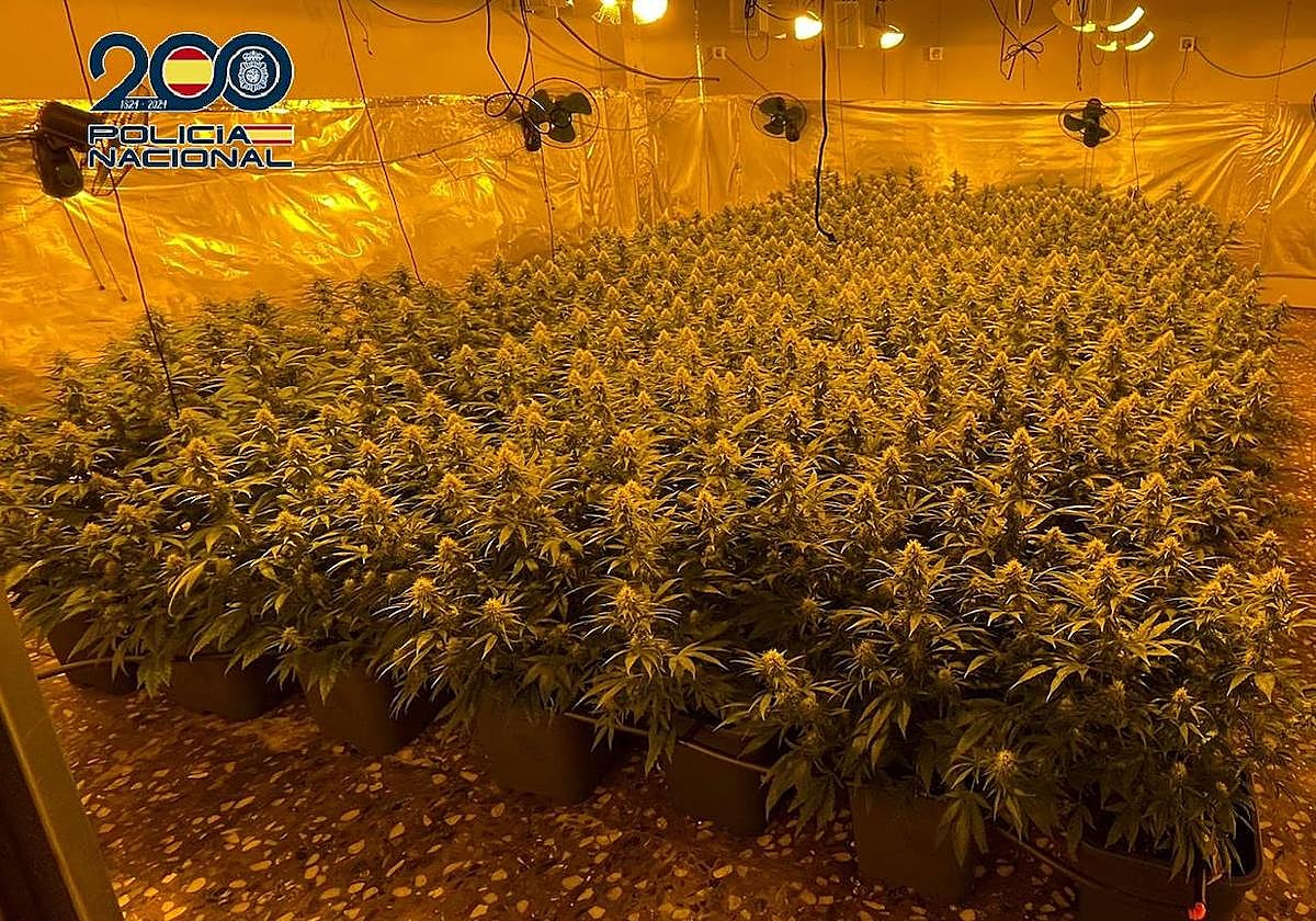 Detienen a 21 personas e intervienen casi 6.000 plantas de marihuana en varios registros en la ...